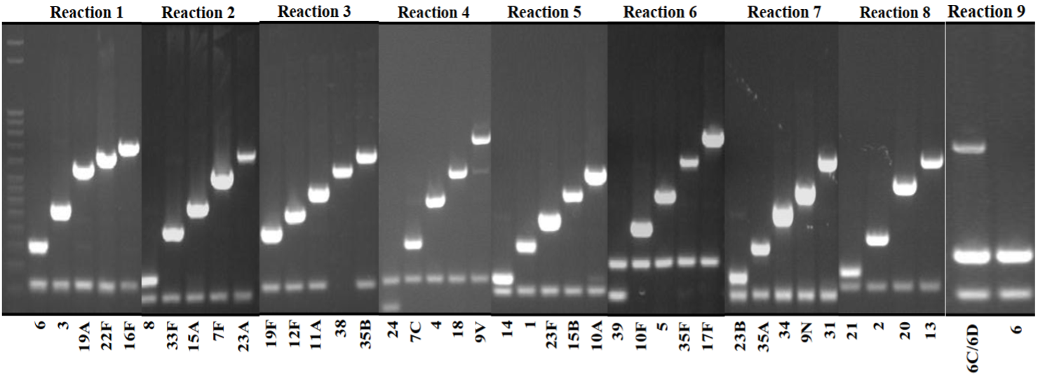 Developing Multiplex Real-Time PCR for the Identification of ...